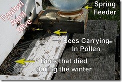 Beekeeping : April 2008